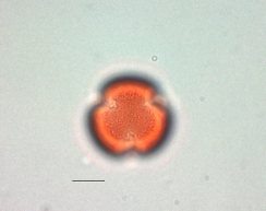 veronica pollen